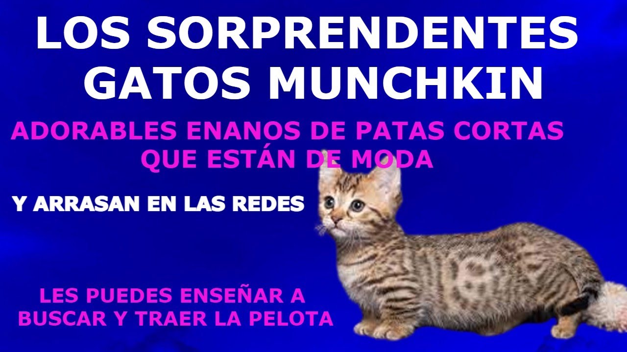 Gatitos Enanos