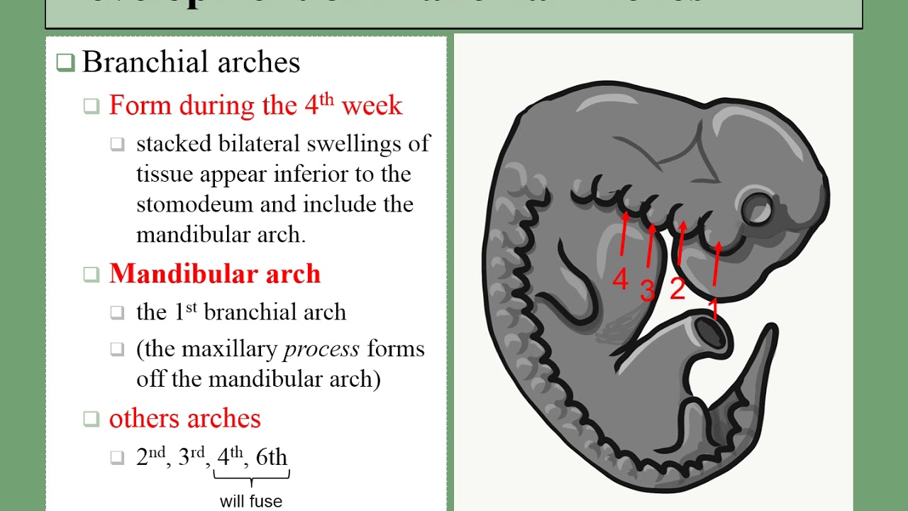 07 branchial arches - YouTube