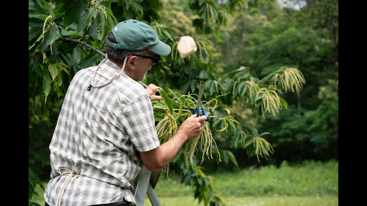 How Researchers Cross Pollinate American Chestnut Trees - YouTube