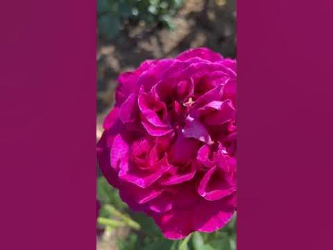 «Сент оф Вумен» обильная красотка 🥀Каталог rozi-yulii.ru🥀 #саженцы # ...