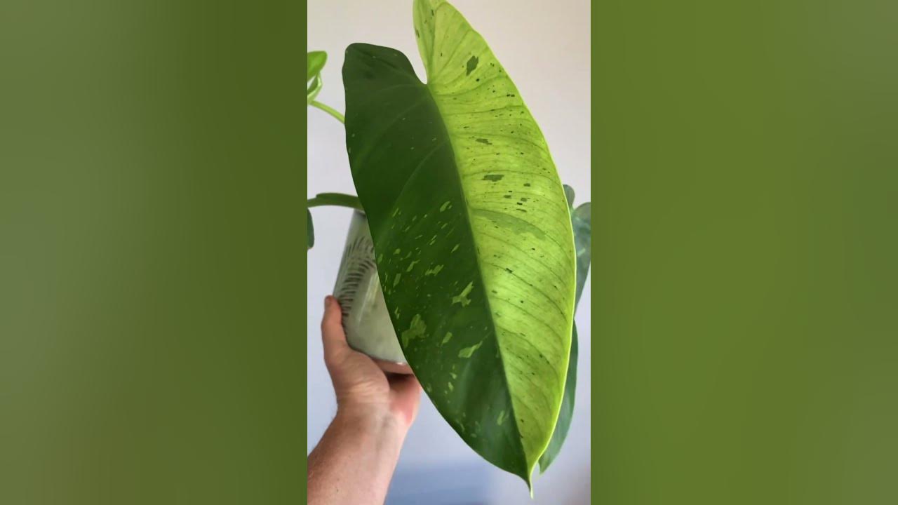 Philodendron Jose Buono (Филодендрон Хосе Буэно), новый лист # ...