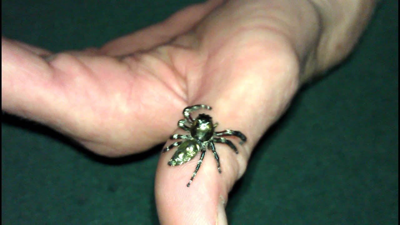 Heavy jumping spider (Hyllus diardi) Male - YouTube