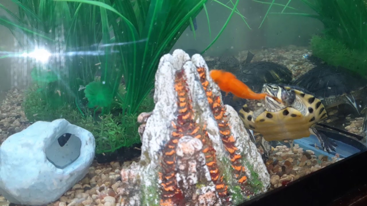 1 Goldfish Vs 3 Turtles! Who Wins The Battle!! Intense Battle - YouTube