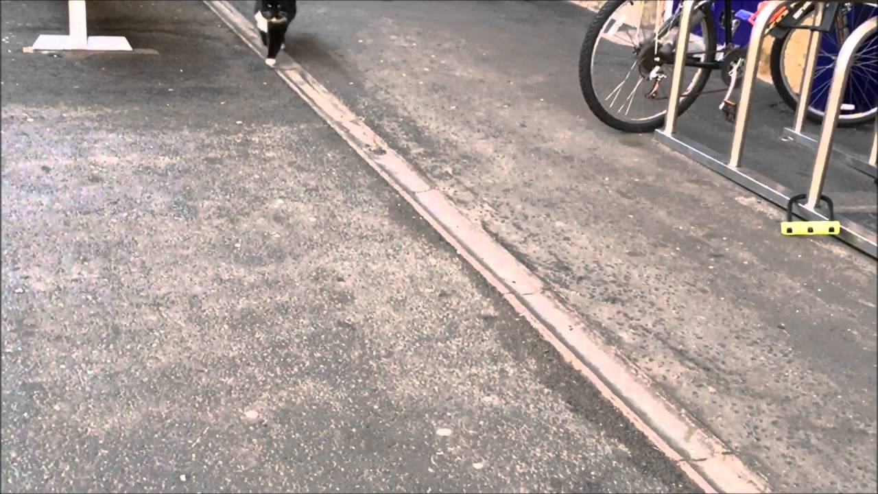 Good Morning from Felix - YouTube