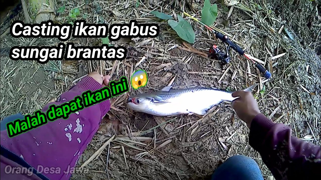 Mancing casting ikan gabus sungai brantas bonus ikan jendil patin ...