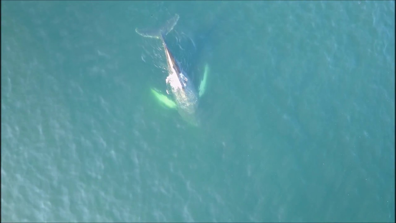 Whale Farts - YouTube