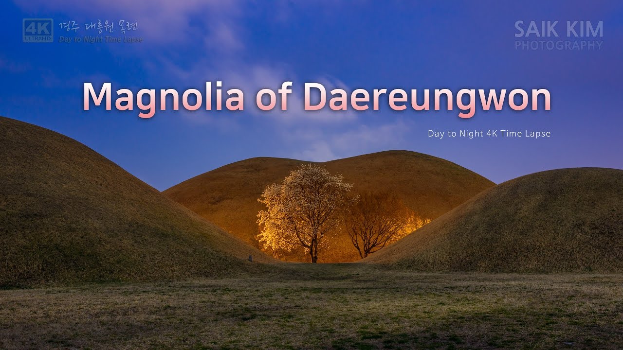 Magnolia of Gyeongju Daereungwon Day to Night 4K Timelapse - YouTube
