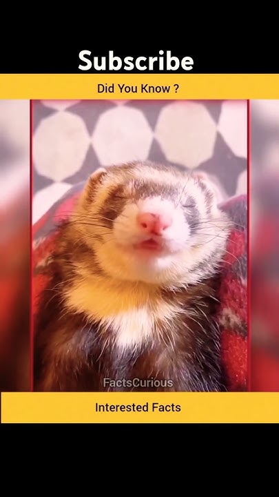 Did you know this about Ferrets #shorts #facts #amazingfacts # ...