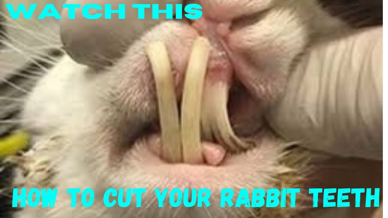 how to cut your rabbit teeth#rabbit #rabbitfarming #rabbits - YouTube