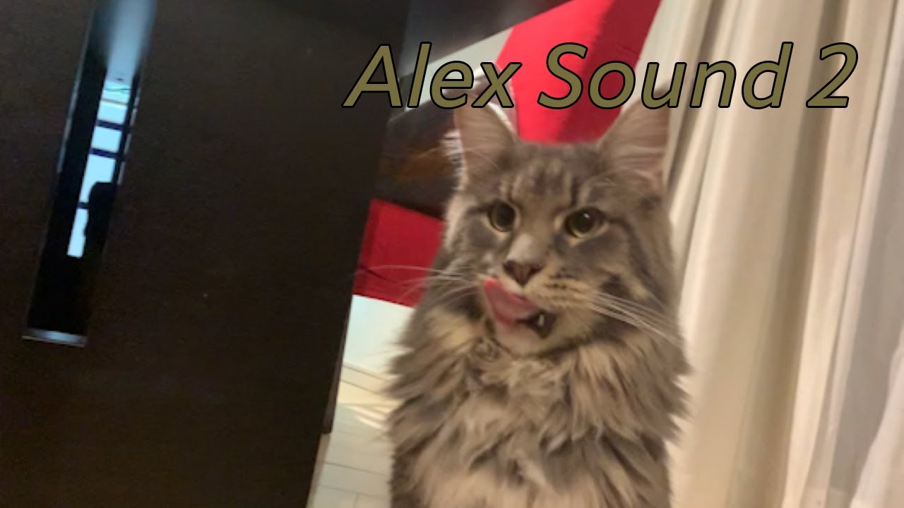 Alex Sound 2 - cat movie - YouTube
