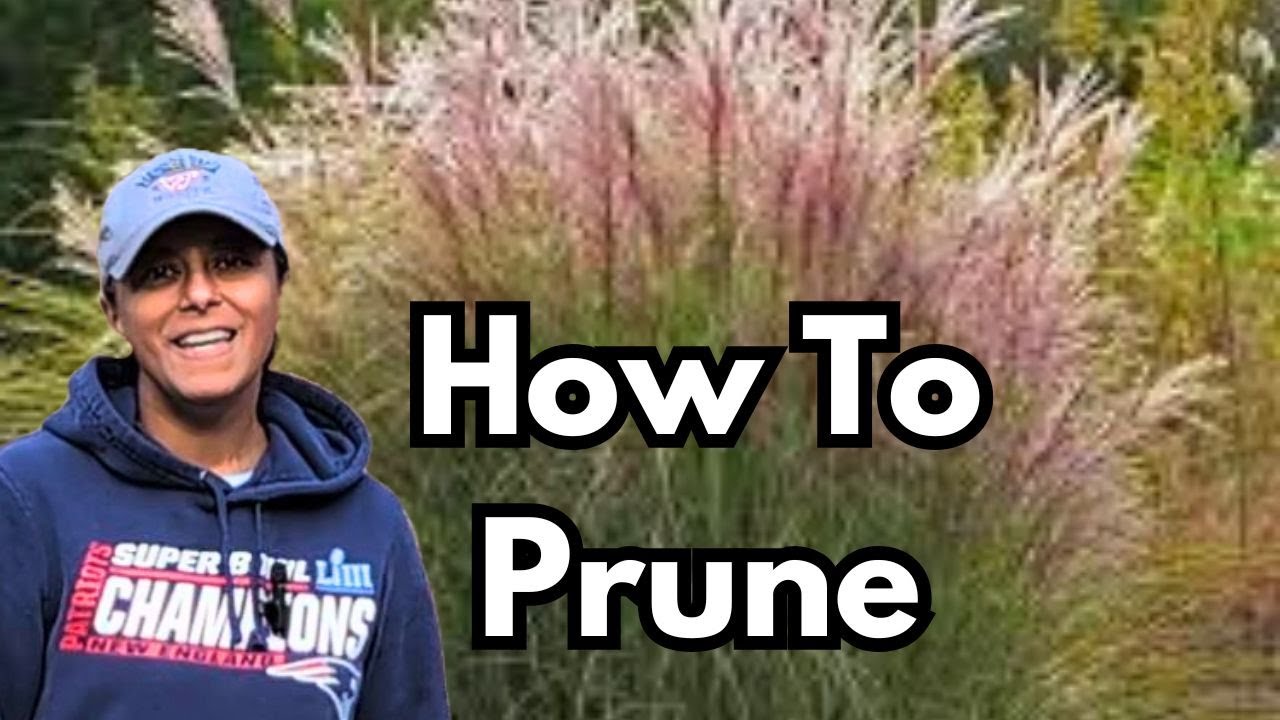 How To Prune Ornamental Grasses | Cut Back Trim Miscanthus Maiden Hair ...
