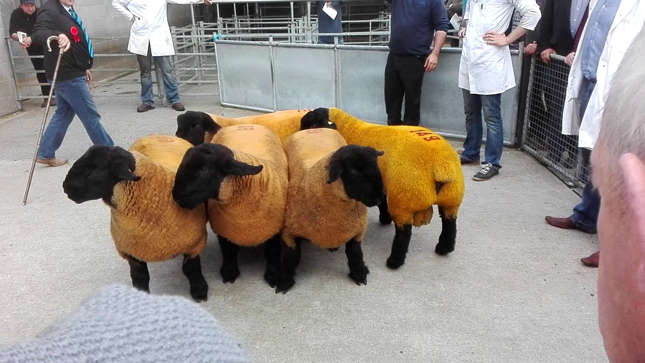 Roscrea 2016 - Sheep Ireland ram lamb class. - YouTube