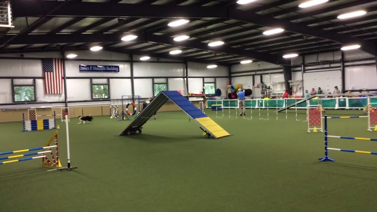 Tebow AKC Master Standard - YouTube