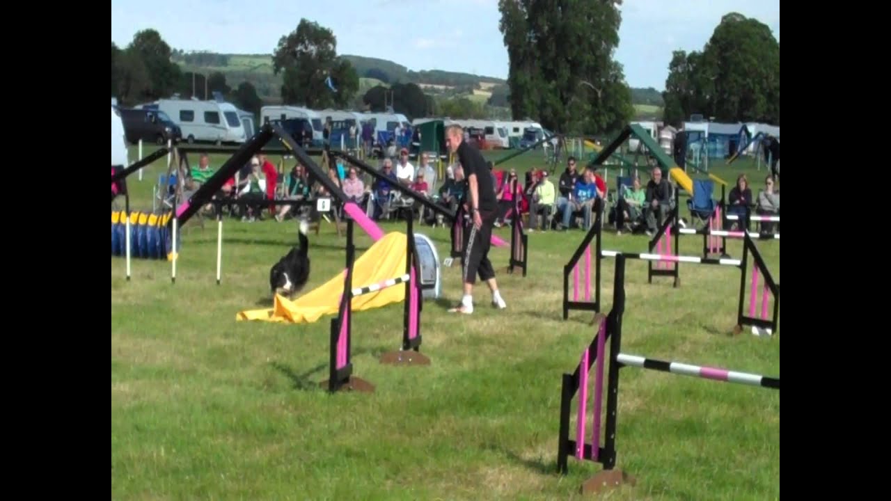 Dog Agility: The best 5 fault refusal on a flat tunnel ever? - YouTube