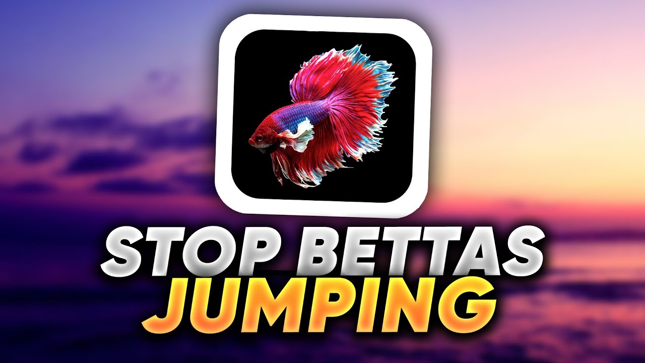 3 Tips To Prevent Your Betta Fish From Jumping Out of Its Tank! - YouTube