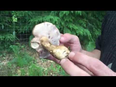 Identifying the Bitter Bolete, Tylopilus felleus, Bitter Tylopilus.