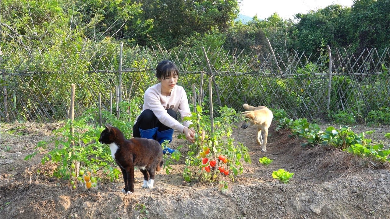 How to line strawberries with pine needles, make tomato truss, grow ...