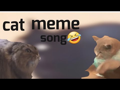 cat meme song🤣 - YouTube