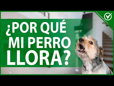 ¿Por qué mi Perro Llora? - Razones Frecuentes y Qué Podemos Hacer al ...
