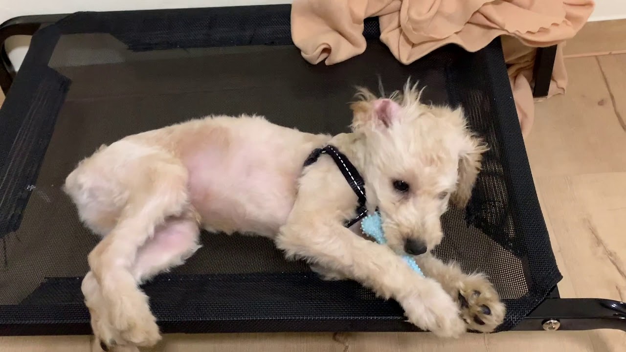 Charlie the poodle - YouTube