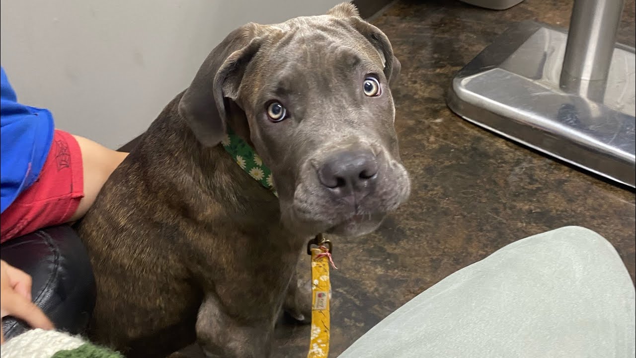 Life Update: Daisy’s Sick and Computer Drama - YouTube