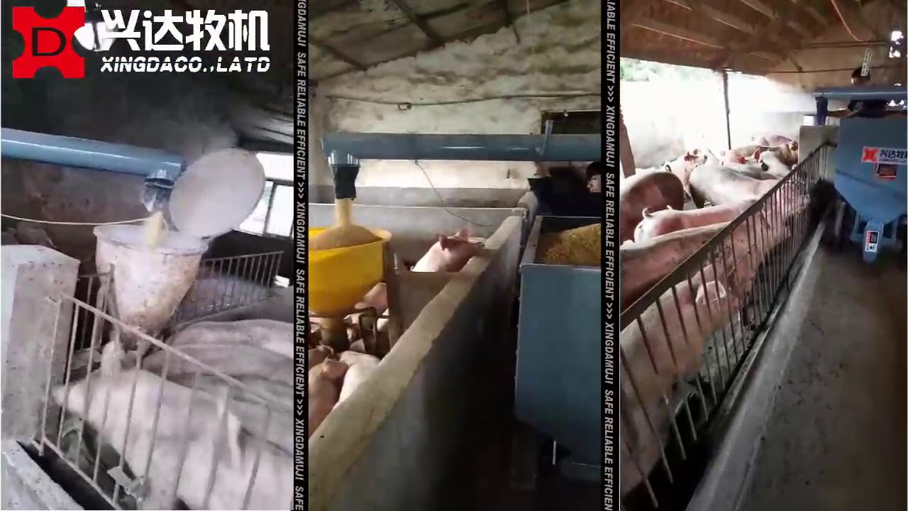 Pig pusher equipment of piggery - YouTube