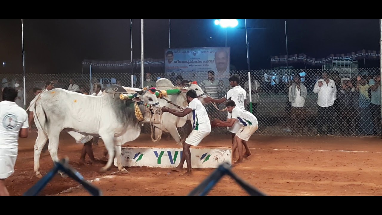 Cow Dung Treatment for Ongole Bulls During Ongole Bull Race Competition ...