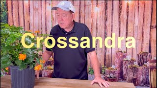 Ask Mr. Greenthumb Gardening Segments The Crossandra Plant