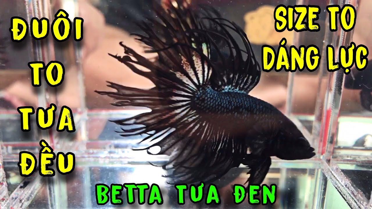 Mua Cá Betta Đuôi Tưa Đen Cực Ngầu| Cá Đuôi Tưa| Betta Tưa tại Shop cá ...