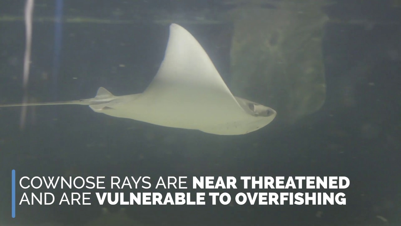 Cownose Stingray Pups Born at Audubon Aquarium of the Americas - YouTube