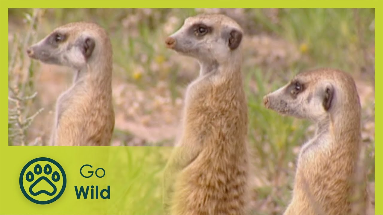 Ricky Ticky Tarvy - Nature’s Greatest Moments S03E03 - Go Wild - YouTube