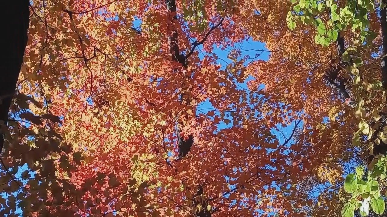 Fall Trees and Relaxing Music 4 To Relax and Sleep To - YouTube