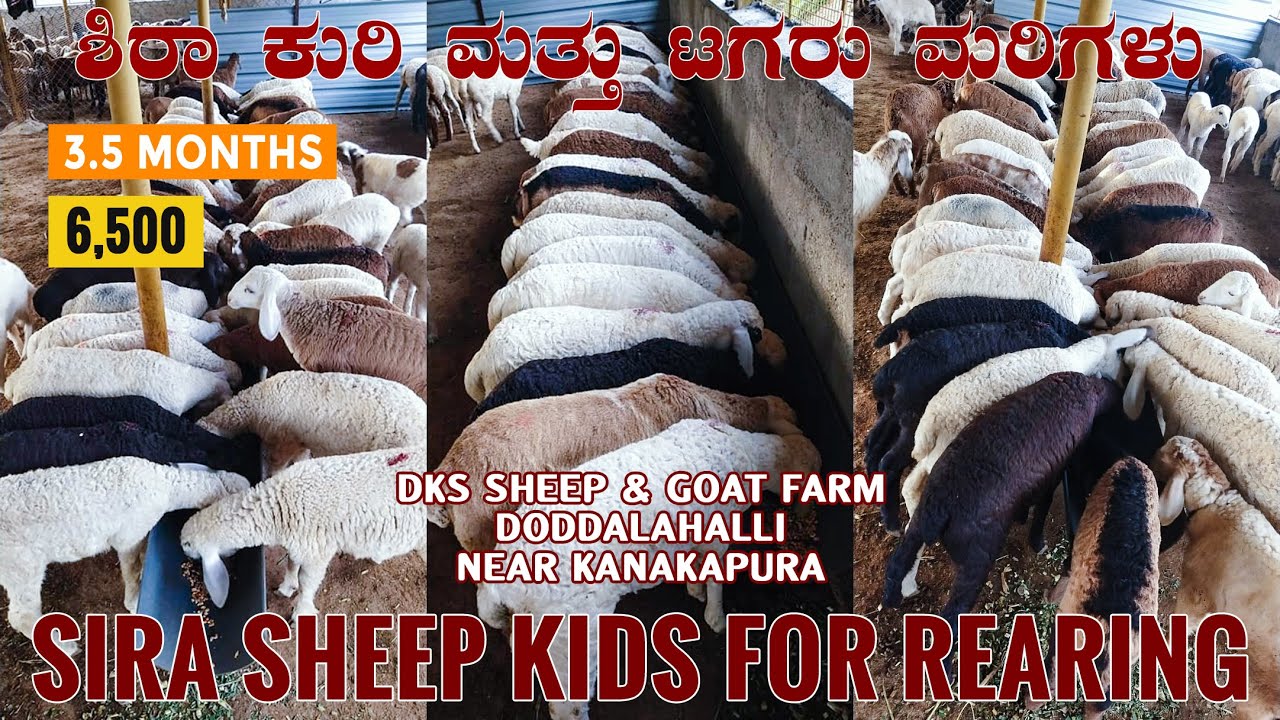 SIRA SHEEP KIDS for Sale near Kanakapura at DKS Sheep & Goat Farm Doddalahalli | Sheep for Sale ...