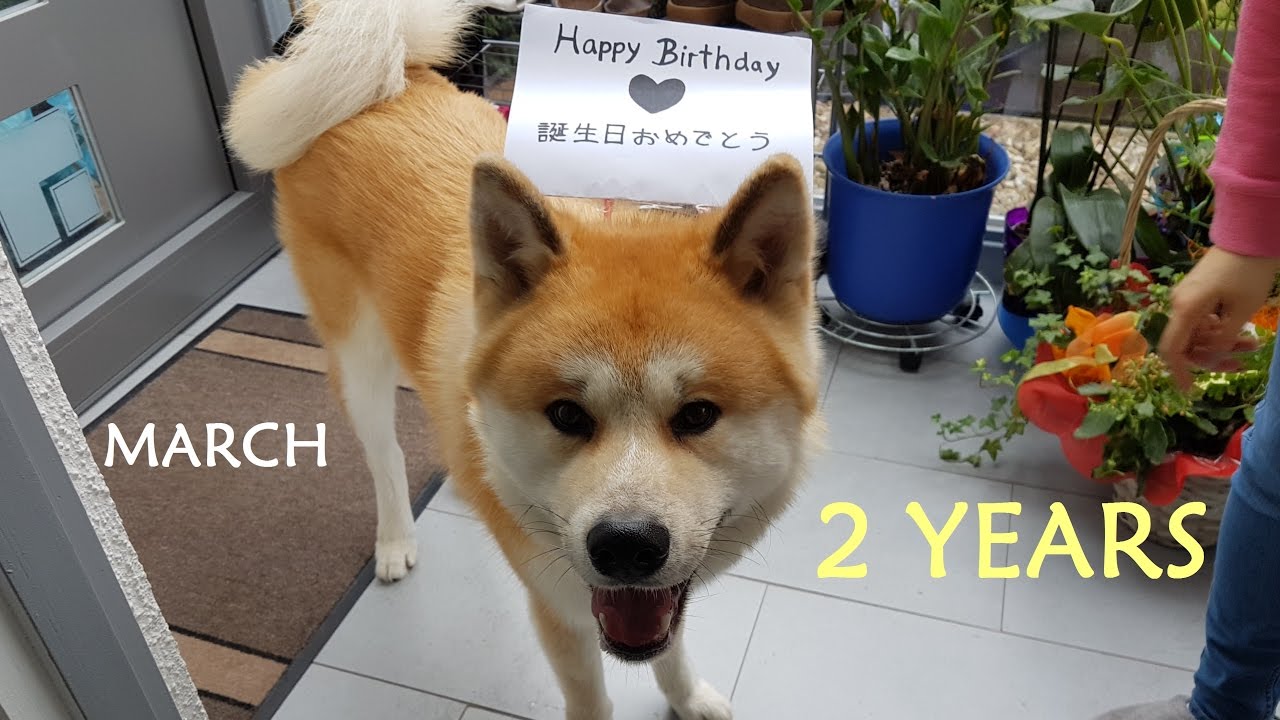 AKITA INU - March Story | Birthday Episode | 秋田犬 - YouTube