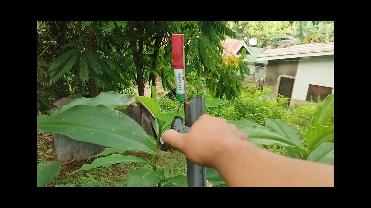 kwitis dreamlight big 💯 - YouTube