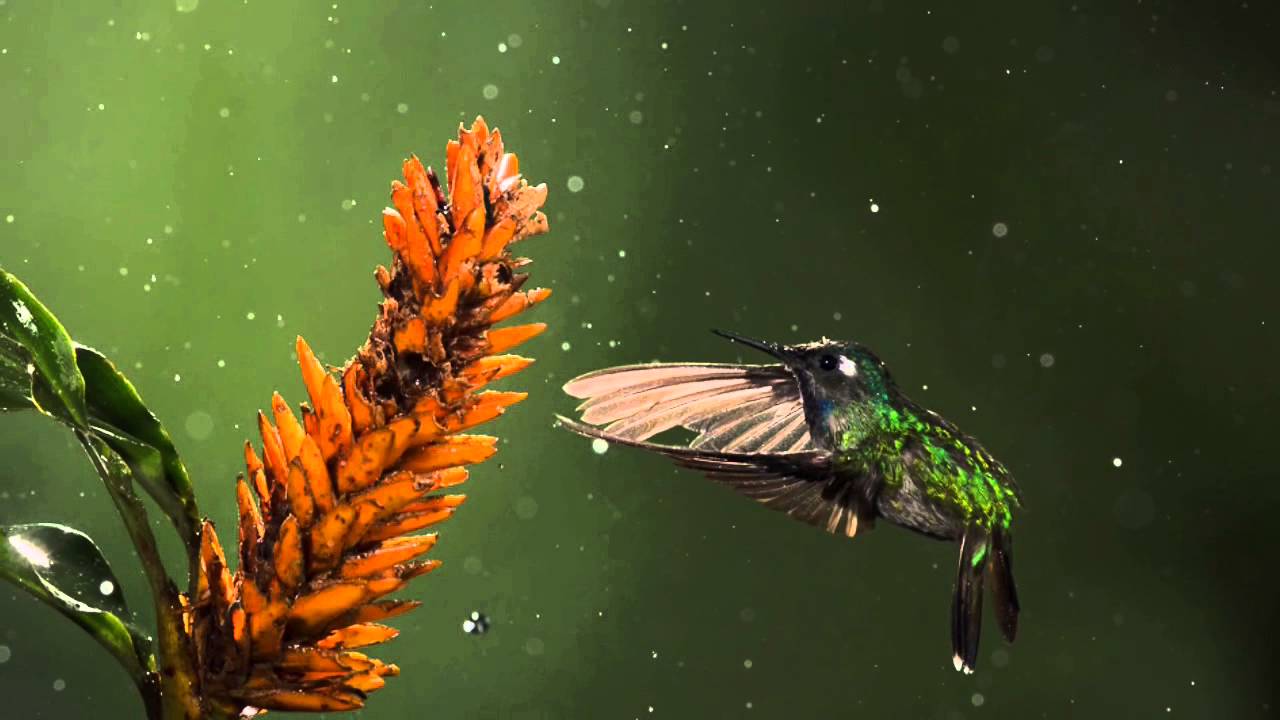 My First iMovie Trailer: 2nd Grade Science: Plants! - YouTube