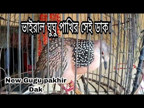 মাইর ডাক ঘুঘু পাখির। ghughur pakhir Dak Dove bird video - YouTube