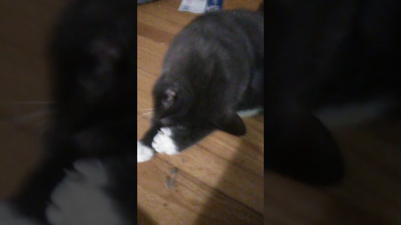 Kitty licking it's - YouTube