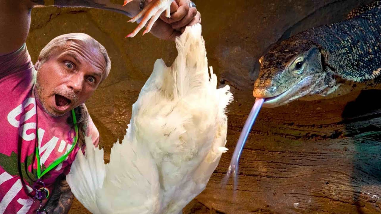 FEEDING MY GIANT LIZARDS AT MY REPTILE ZOO!! | BRIAN BARCZYK - YouTube