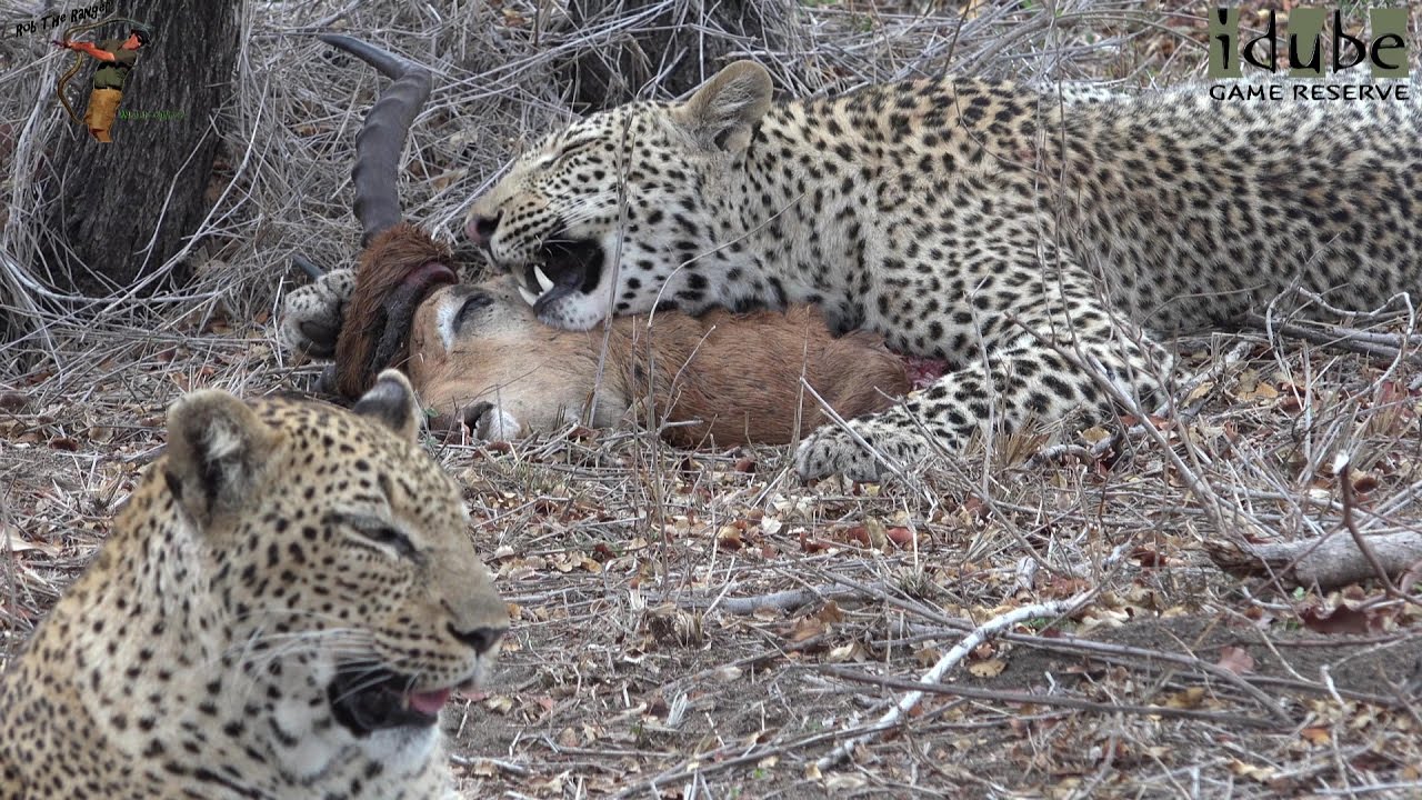 Leopard Family, Part 33 - YouTube