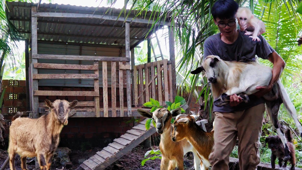 Full Video 72 hours Building a New House for Goat, Monkey Wawa and Dad ...