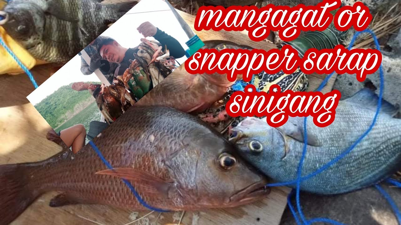snapper or mangagat w/ lobster sinabawan - YouTube