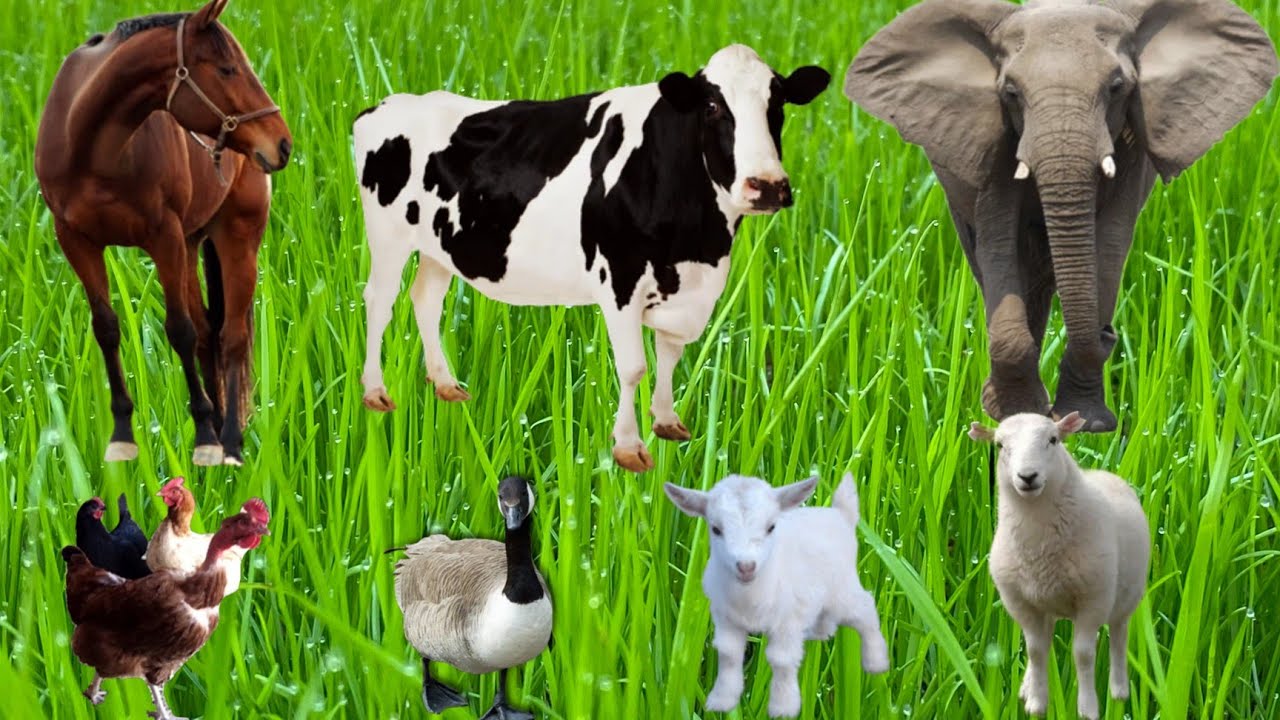 7 Adorable Farm Animals That Will Make You Smile - Must-Watch Animal ...