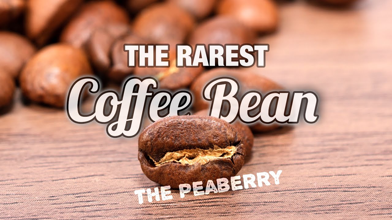 The rarest coffee bean - YouTube