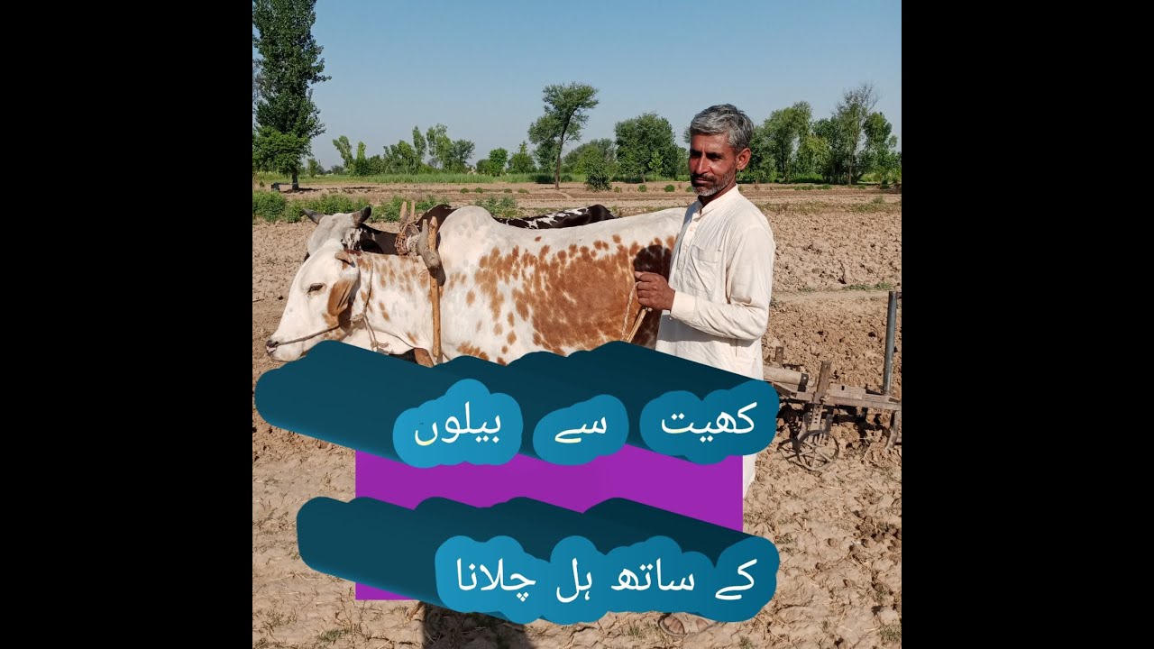 Bull se kheti | Desi hal punjali | Punjab village life | Wekho punjab ...