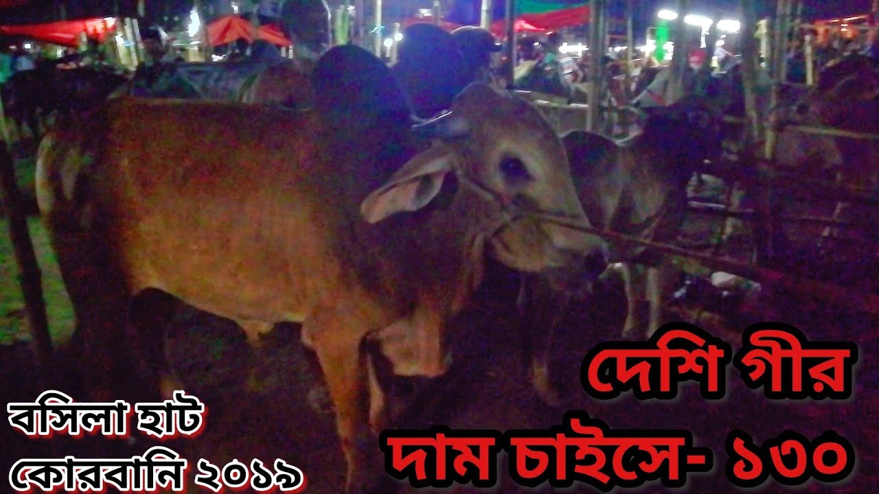 Desi Gir | Asking- 130k | Mohammadpur-Bosila Haat | Qurbani 2019 - YouTube