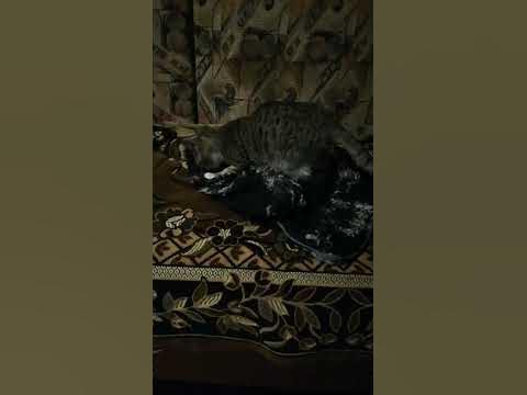 вот такая кошка у меня - YouTube