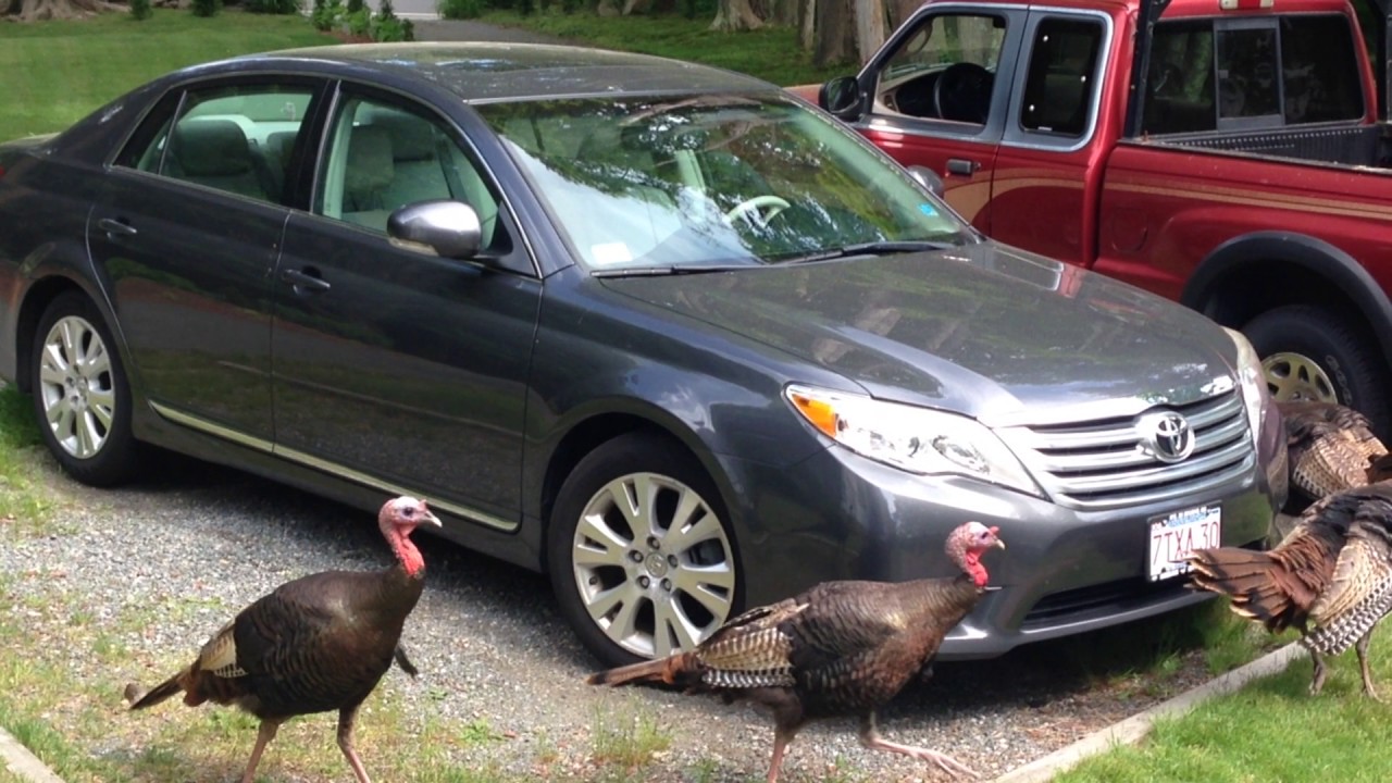 Turkeys circling and attacking my car! - YouTube