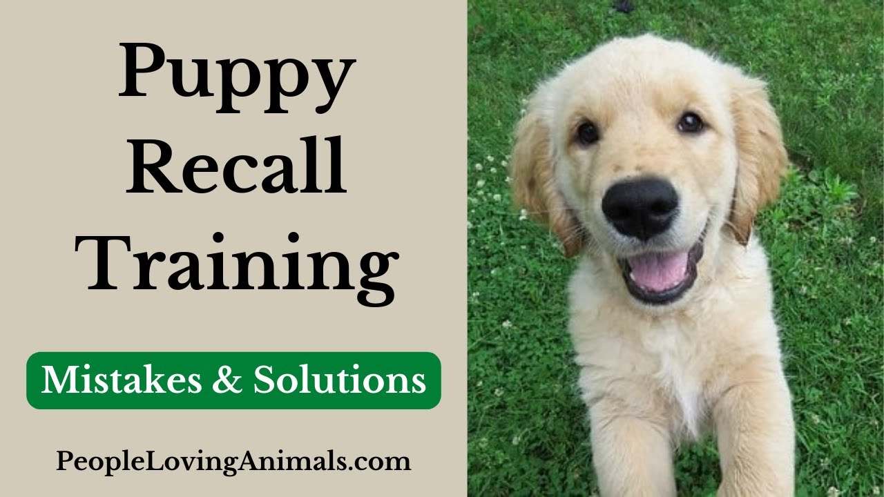 Puppy Recall Training - Why Your Puppy Won't Come When Called and How ...