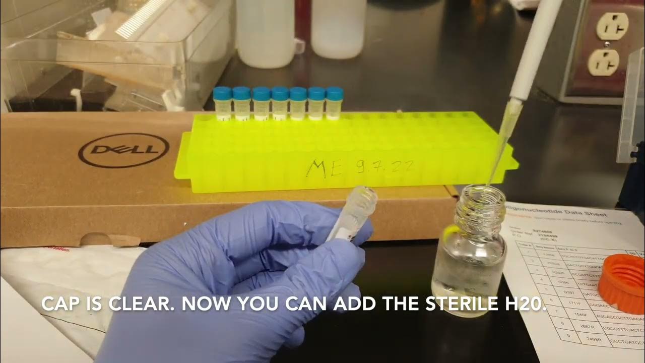 How to Make Stock&Aliquots Primer Solutions For PCR? #2b #Tutorial ...